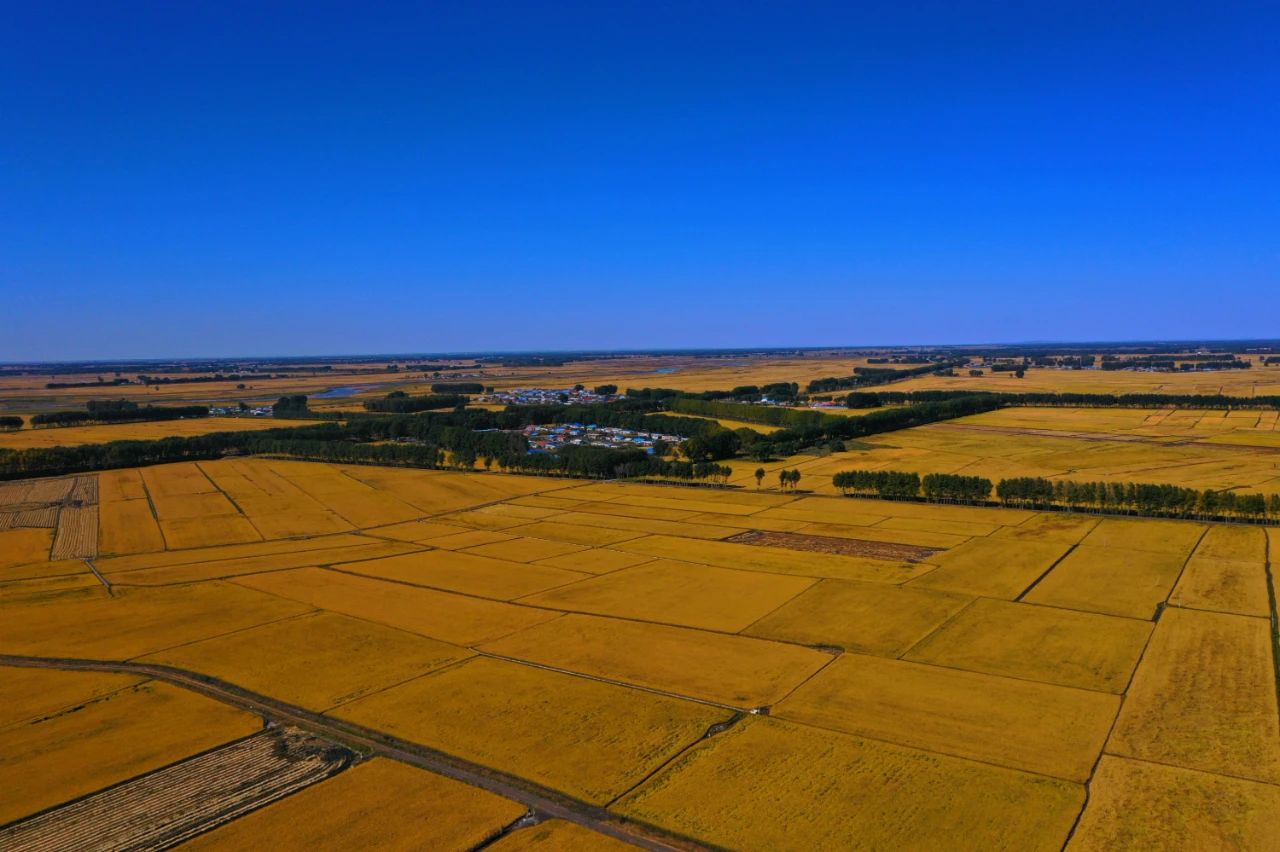 稻花香里说丰年|又是一年好“丰”景!我区90万亩水稻进入“收割季”